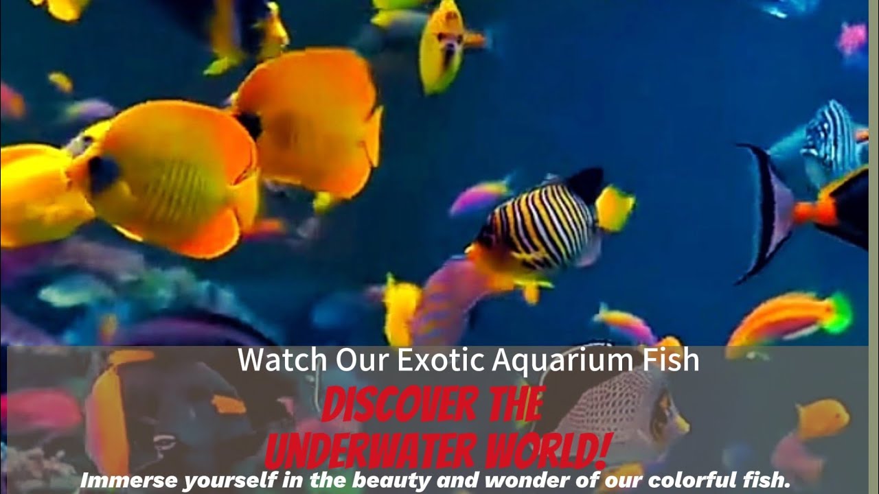 Aquarium Fish video।Under water fish।Ornamental fish video। aquarium ...