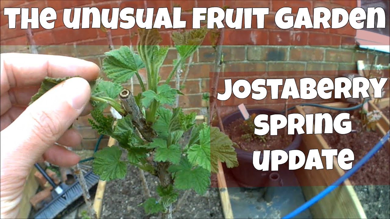 Growing Jostaberry First Spring Update (Jostaberry: Gooseberry x Black ...
