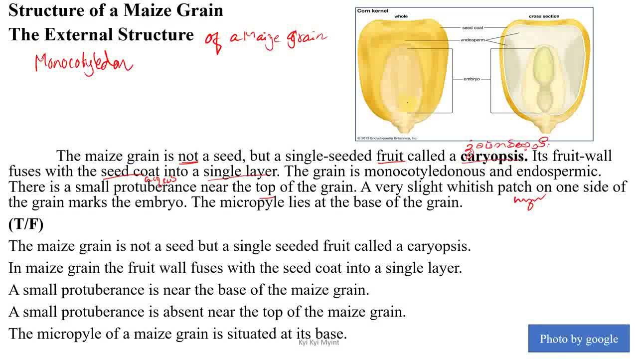 Grade 11 Chapter 4 The external structure of maize grain - YouTube