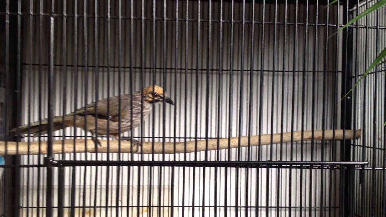 barau barau aka straw headed bulbul - YouTube