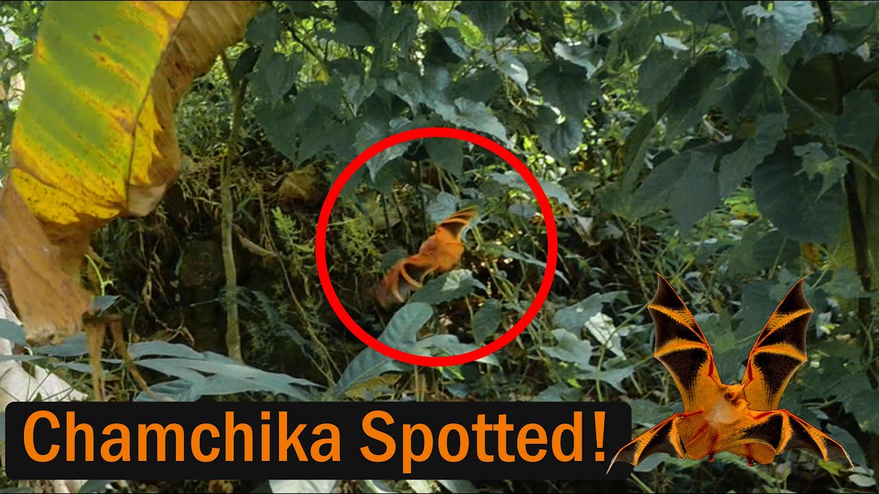 Rare Chamchika Spotted | ചാംചിക്ക യെ ക്യാമറയിൽ പകർത്തി വ്‌ളോഗർ - YouTube