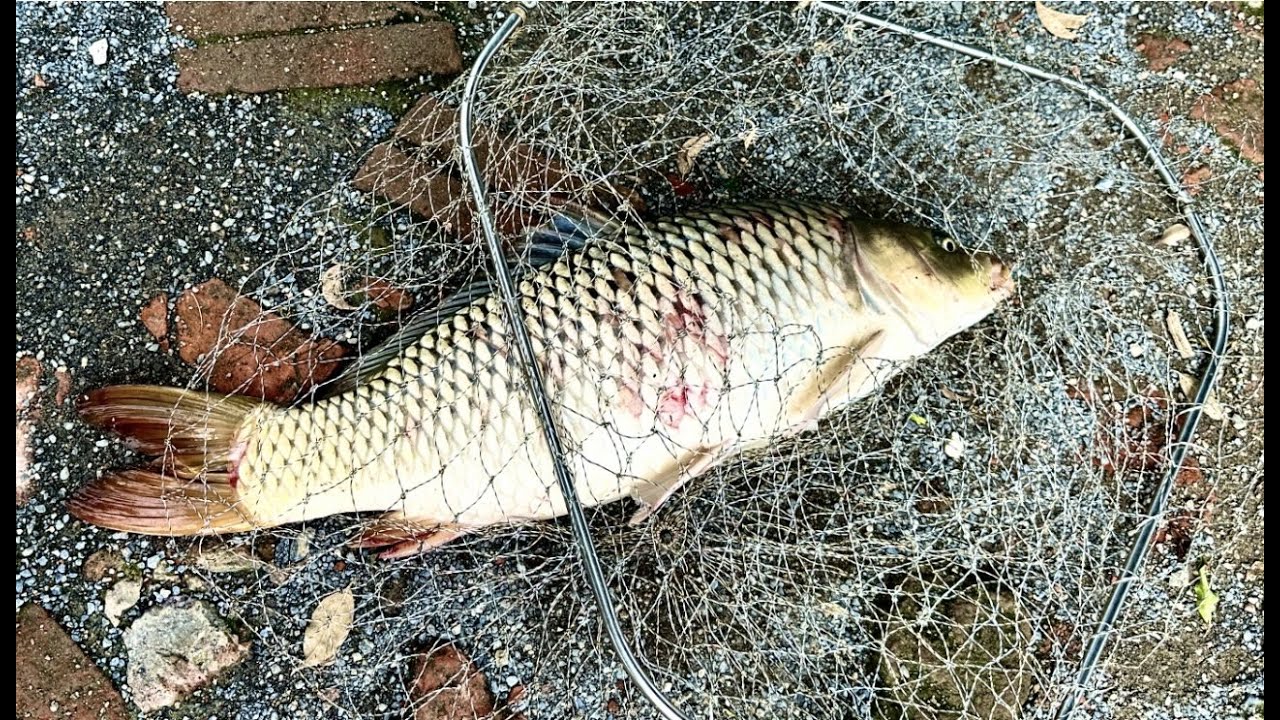 Touch Fishing - How to make Carp chum bait - Mồi câu lục cá chép trôi - لمس صيد الكارب الطعم ...