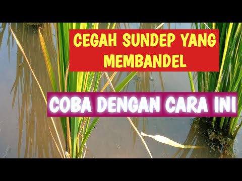 Tutorial Mengatasi Hama Sundep - YouTube