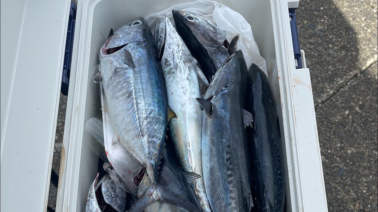 Numazu fishing highlights last July 15,2024 opening season of ...