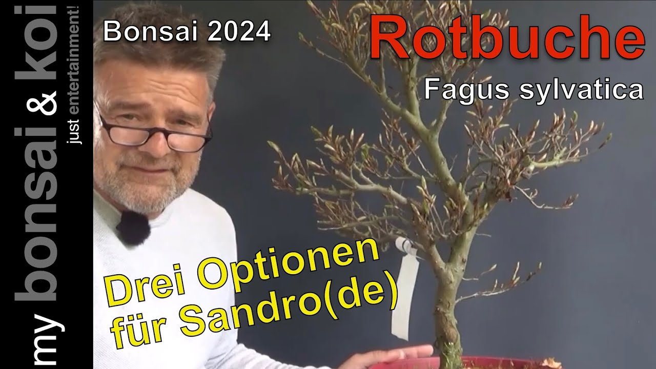 Bonsai 2024-28 - Rotbuche - Fagus sylvatica - Drei Optionen für Sandro(de) - YouTube