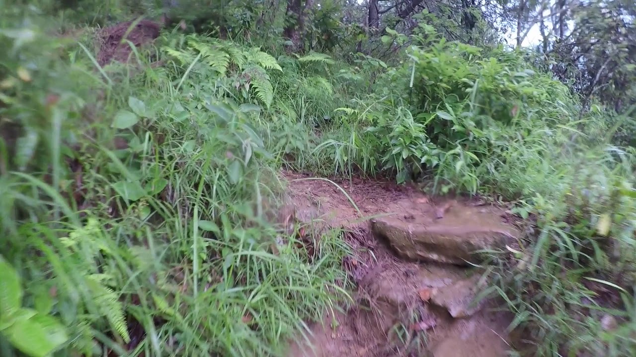 Leech hunting, Chapakharka/Lathabhanjyang - YouTube