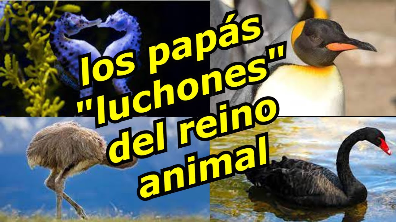 los 5 papás más increíbles del reino animal - YouTube