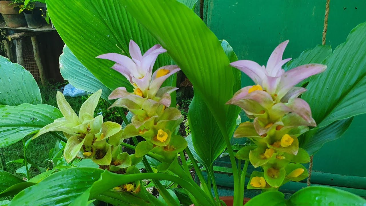 BEAUTIFUL FLOWERS IN THE BACKYARD - PROVINCE BANTAYAN CEBU - YouTube