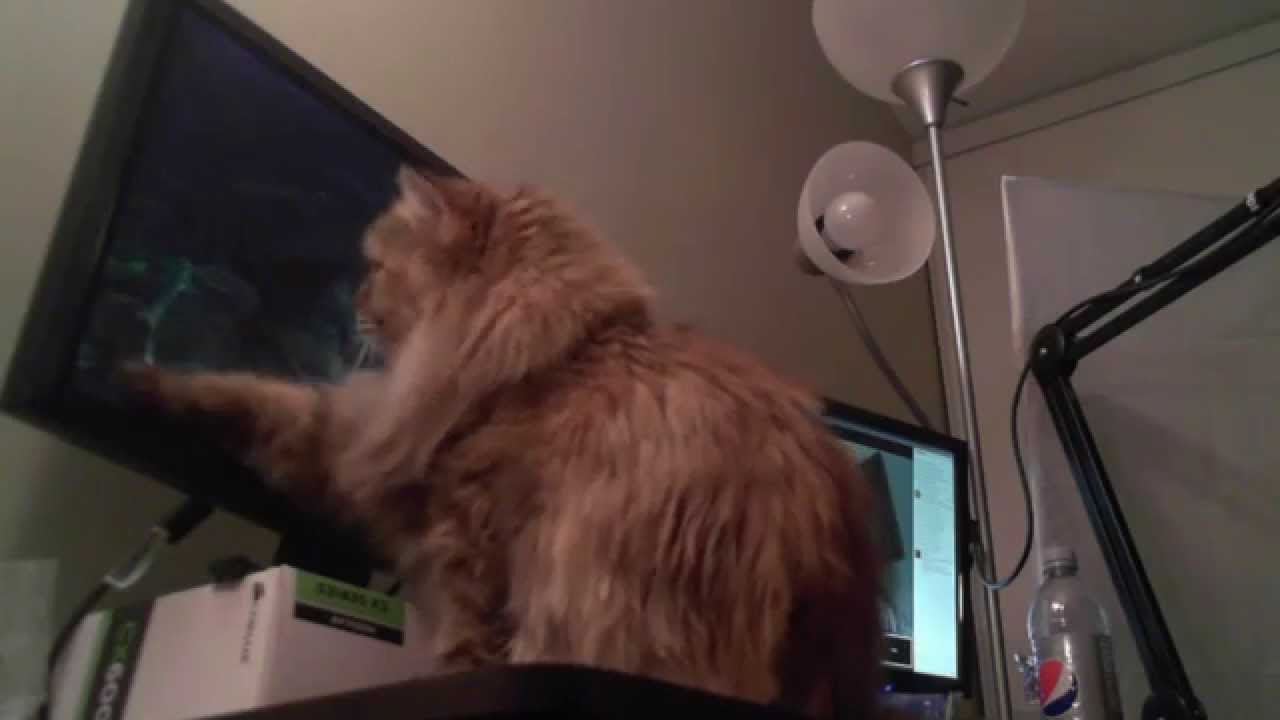 Cat Attacking Fish on Monitor Video (Shay the Cat) - YouTube