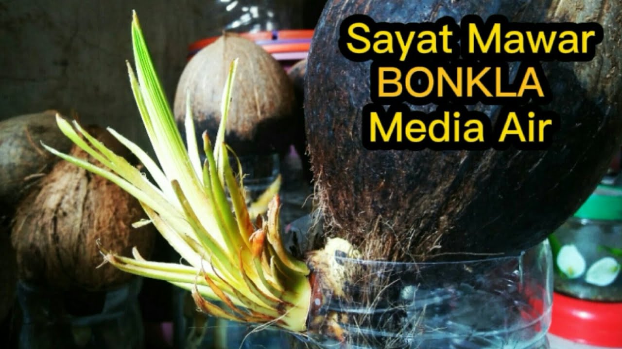 Sayat Mawar Bonsai Kelapa Media Air - YouTube