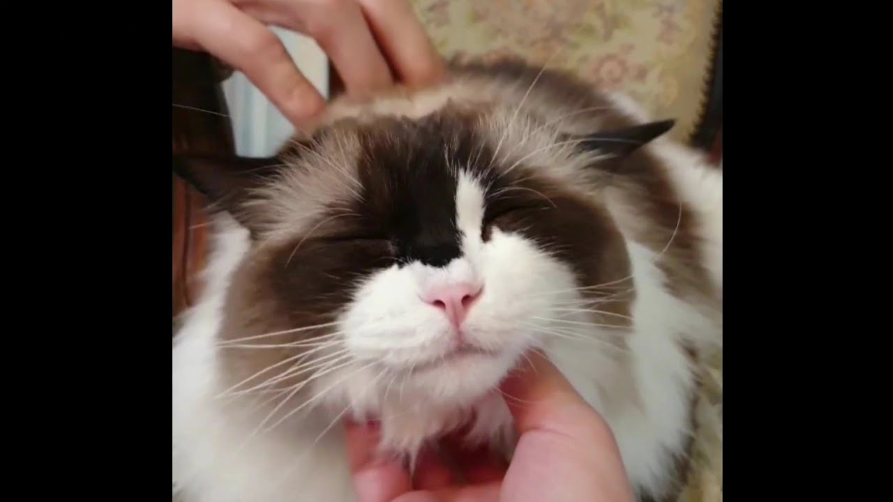 COBI AND LUCY Cat Videos #3 - YouTube