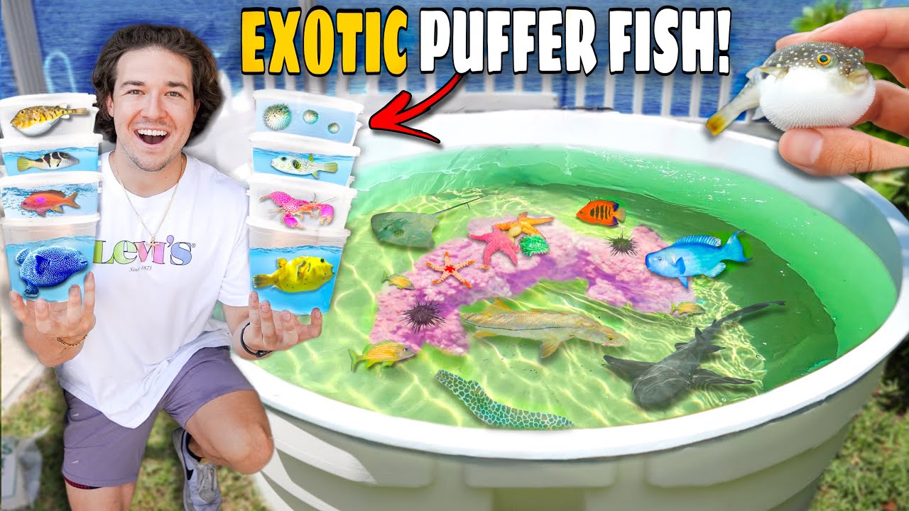 Catching Tons of EXOTIC PUFFER FISH For My BACKYARD SALTWATER POND ...