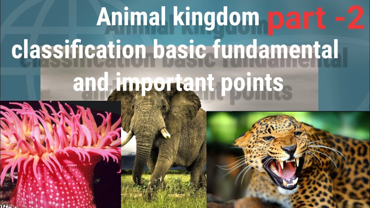 Basic and fundamental of classification part -2 - YouTube
