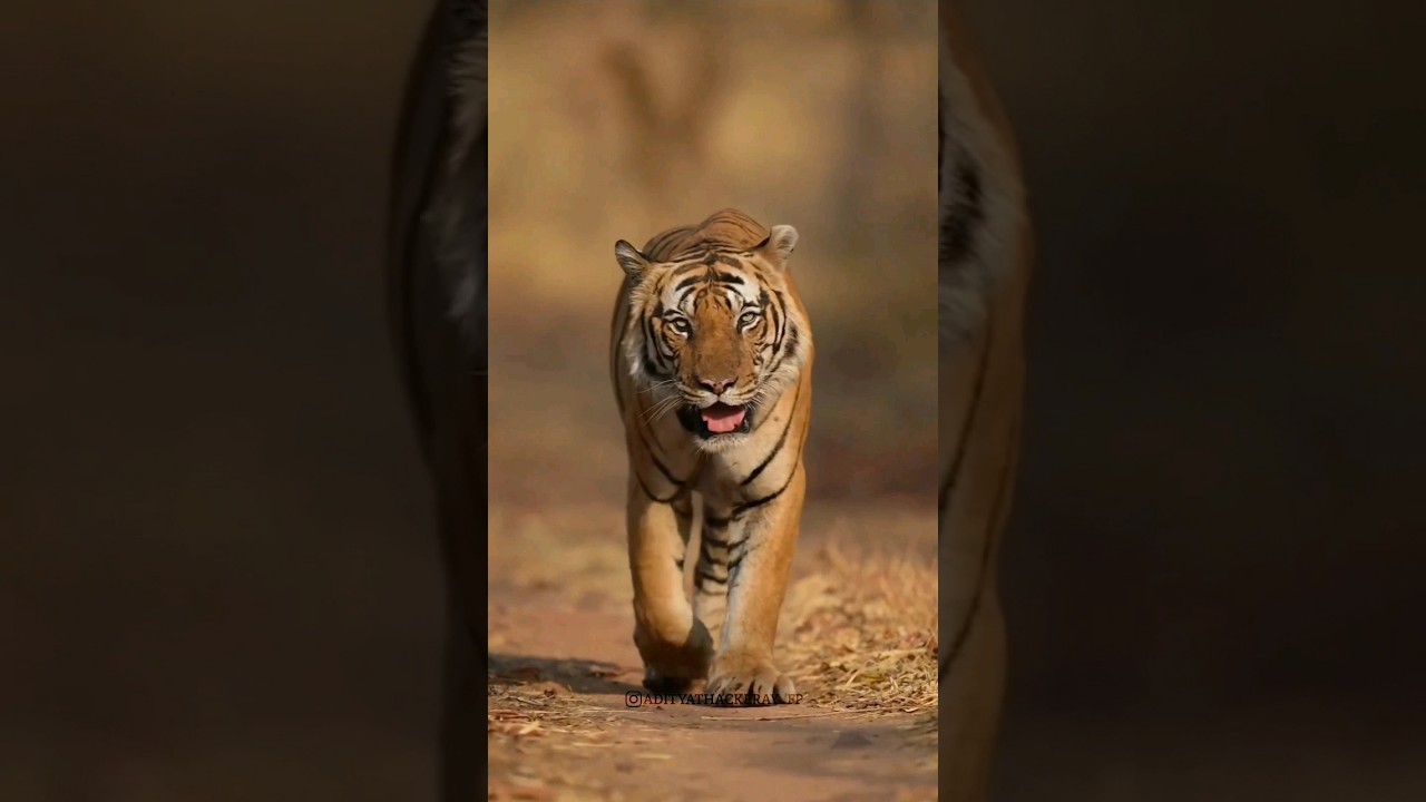 Shiv Sena Tiger