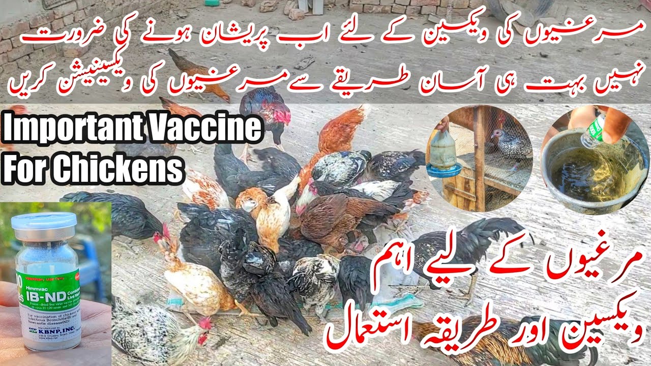Important Vaccine for Aseel Chickens |Asil Chicken Farming in Pakistan ...
