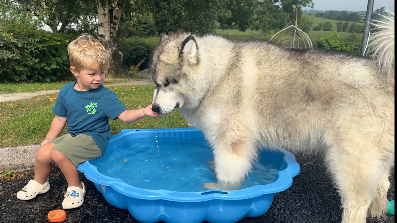 Adorable baby Boy Shares Paddling Pool With His Wolf! (Cutest Ever ...