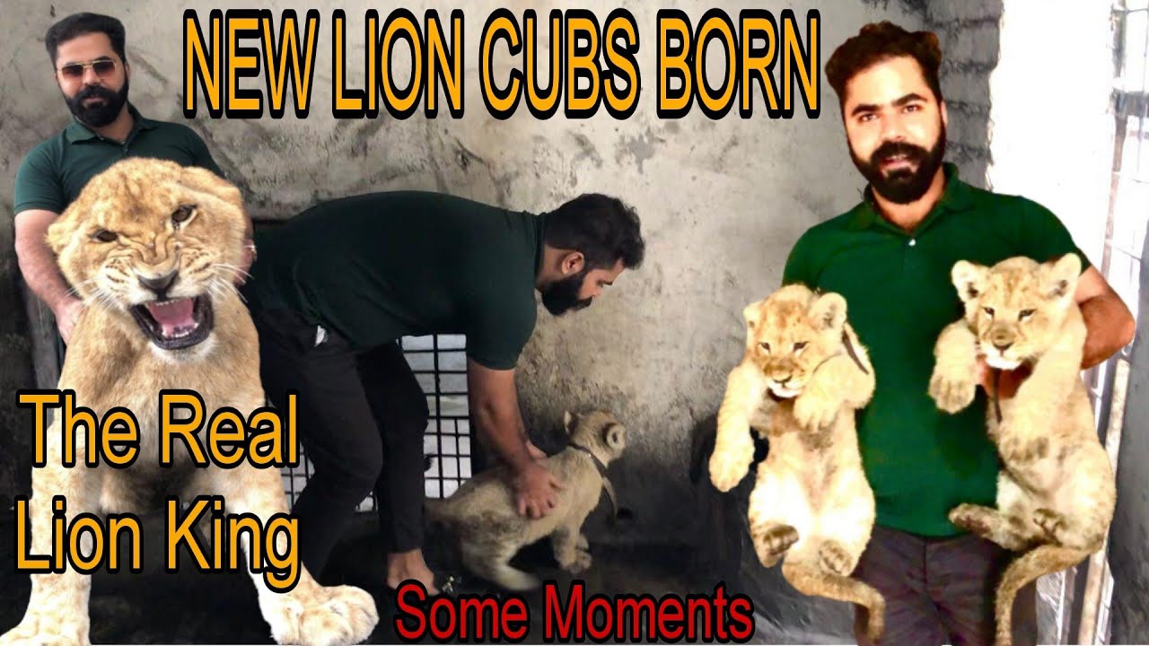 The Real Lion King - Asad | Lion Roaring - YouTube