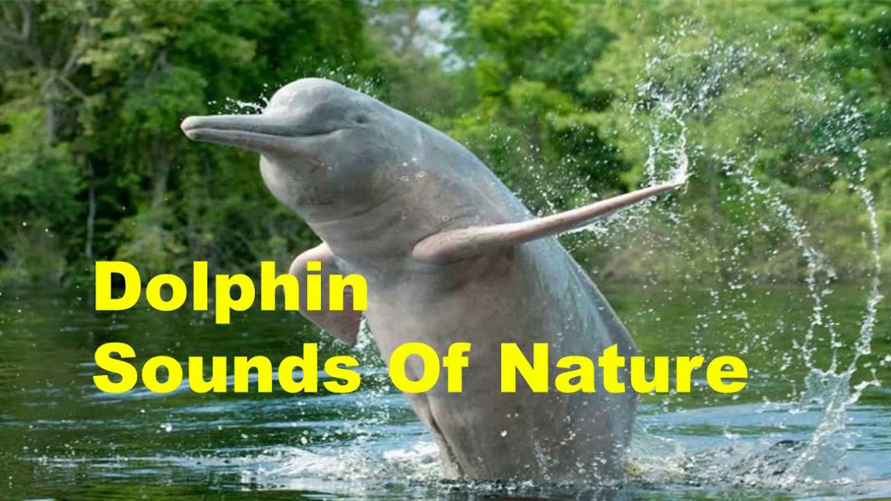 Dolphin Sounds, Sea Water Sounds for Relaxation, Nature Silence ...