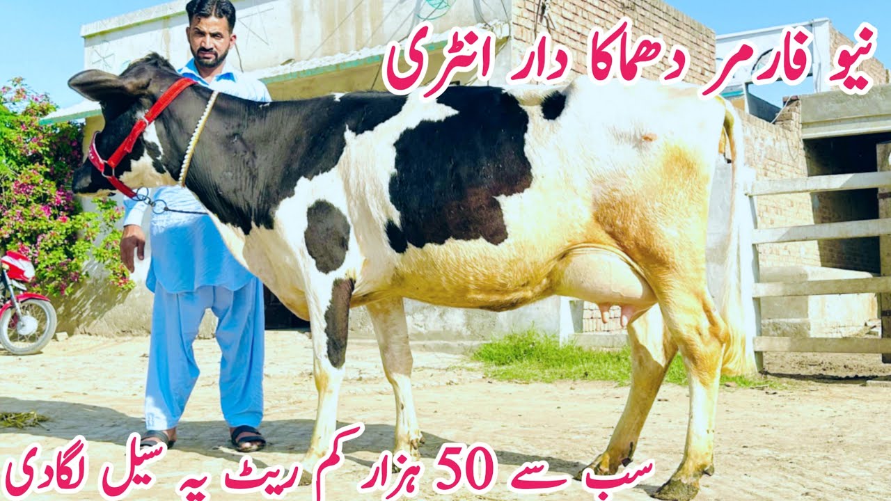 New Farmet | HF Cows | Best Australian cows | Red Friesian cows ...