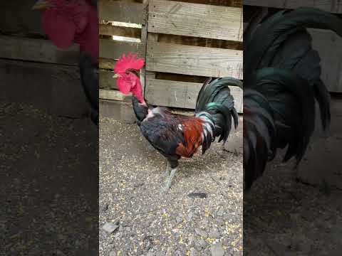 Gallo cocolo - YouTube