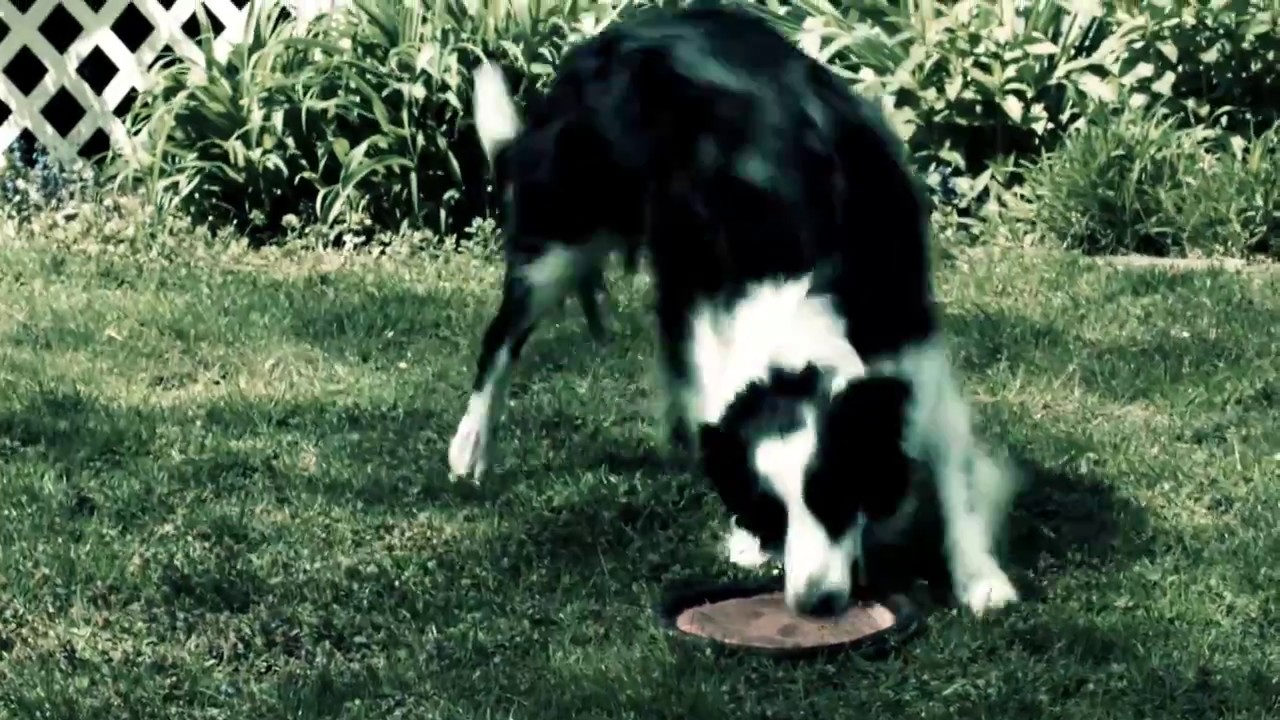Even my Dog Thinks Janet Yellen is a Goof - YouTube