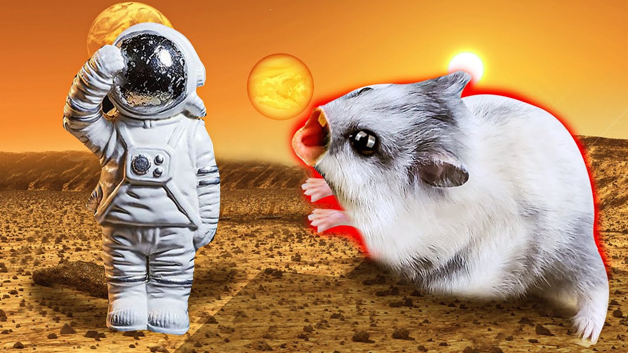 Hamster Astronaut