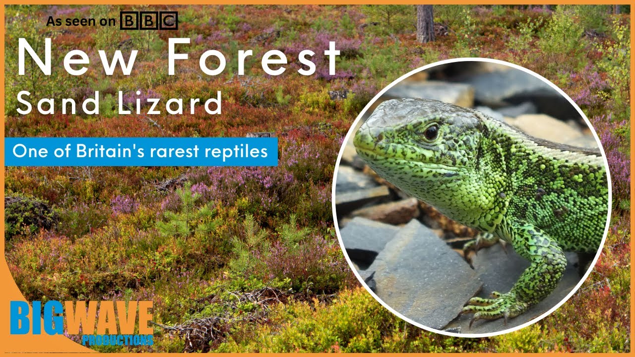 Sand Lizard in The New Forest (one of only 6 UK reptiles) - YouTube