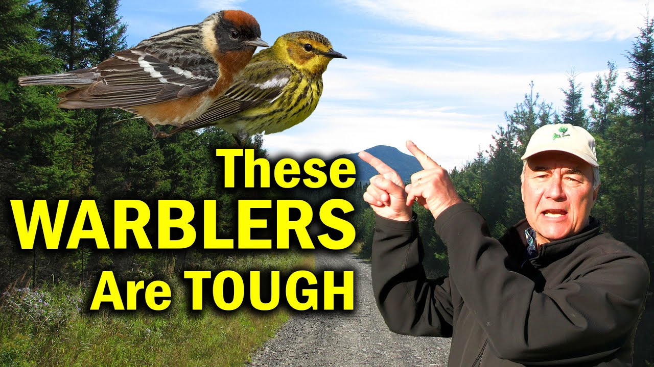 Maine's 11 More DIFFICULT Warblers - YouTube