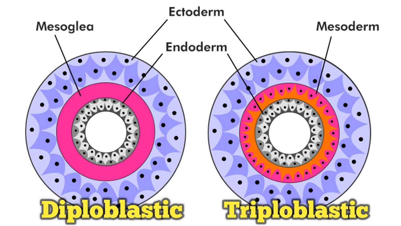 Diploblastic and triploblastic animals. द्विस्तरीय तथा त्रिस्तरीय जंतु ...