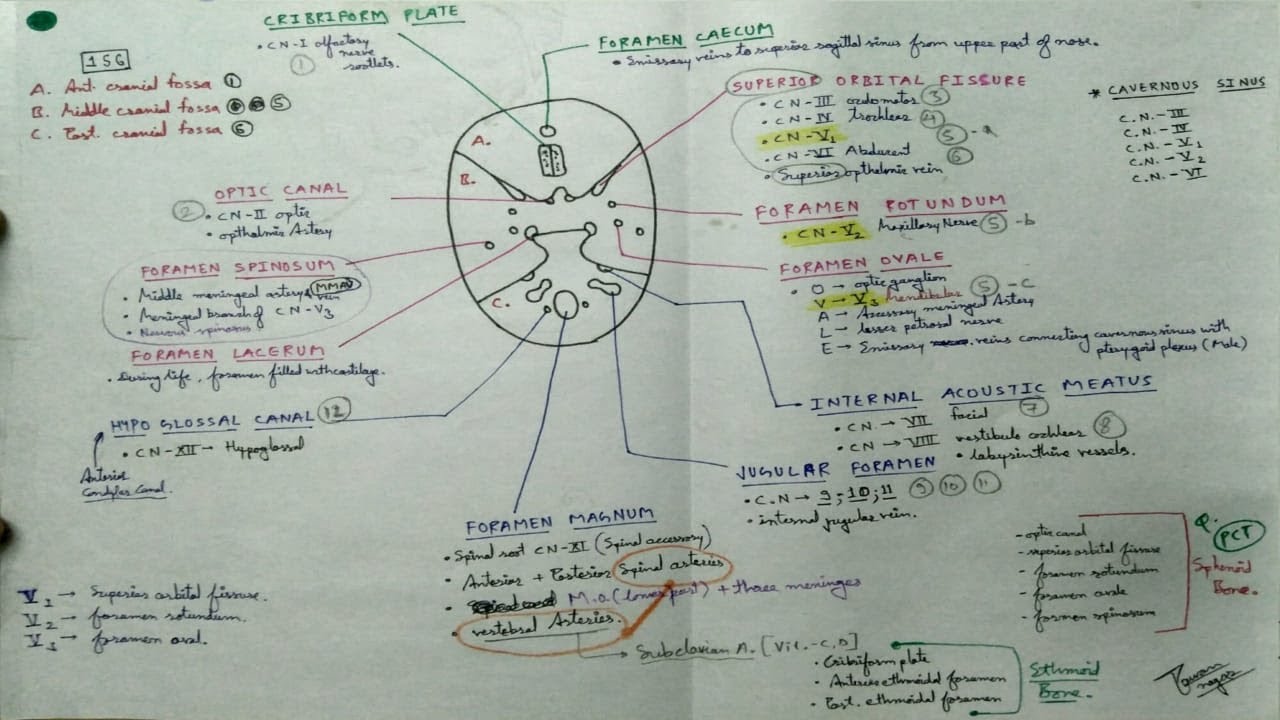 Skull Foramen- 1, Chart | TCML and ENMEDER - YouTube