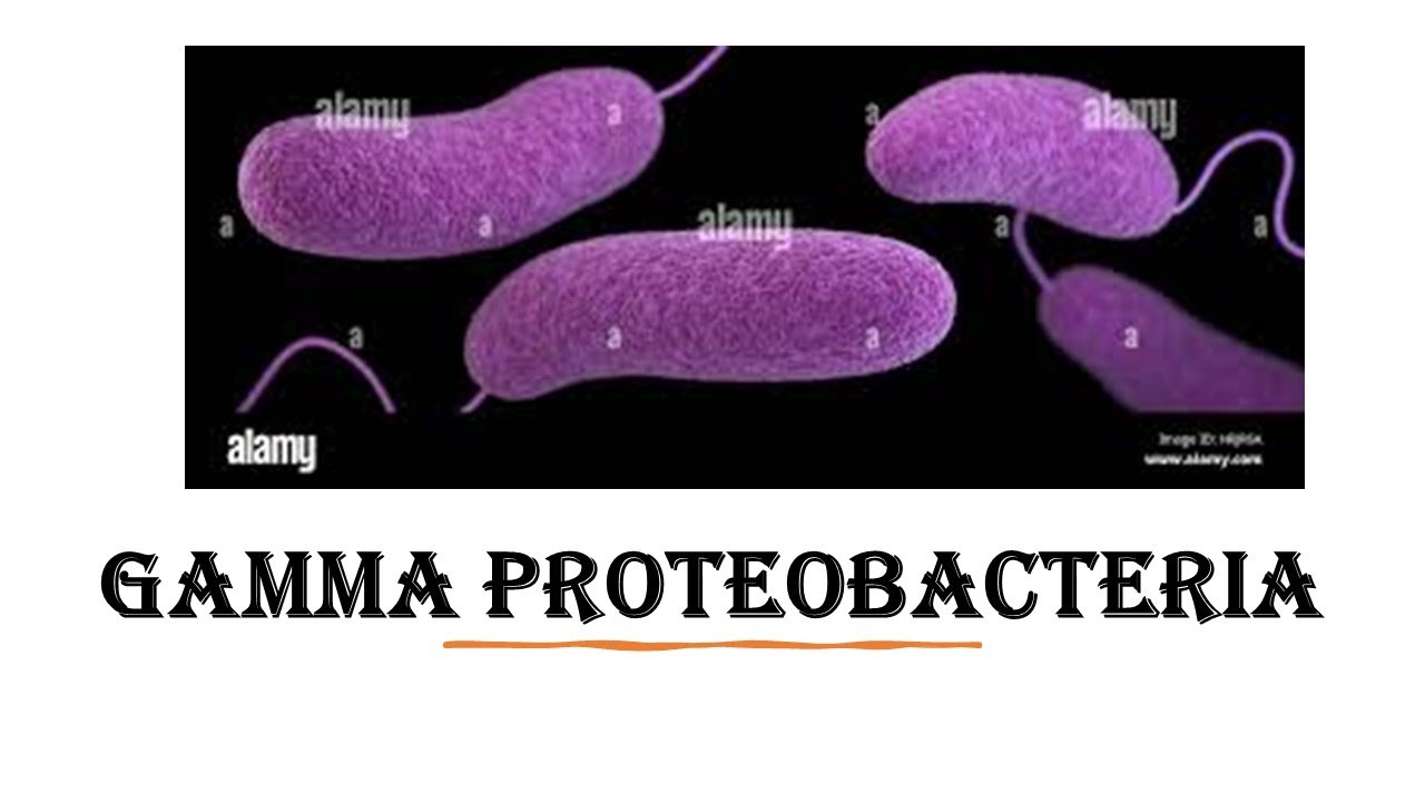 gamma proteobacteria - YouTube