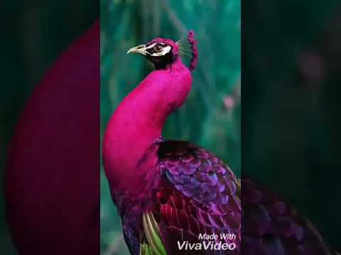 Quşlar xestelenir onlara komek edek