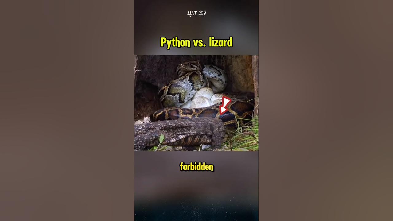 Python Defends Its Nest from a Salvator merianae Lizard. #python # ...