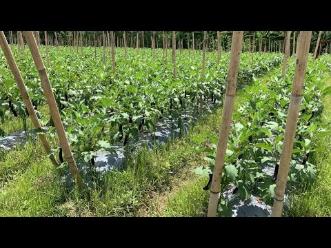 Talong sa tag init lumalaban padin - YouTube