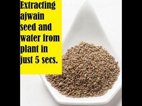 Extracting ajwain water and seed from ajwain plant in just 5 secs ...