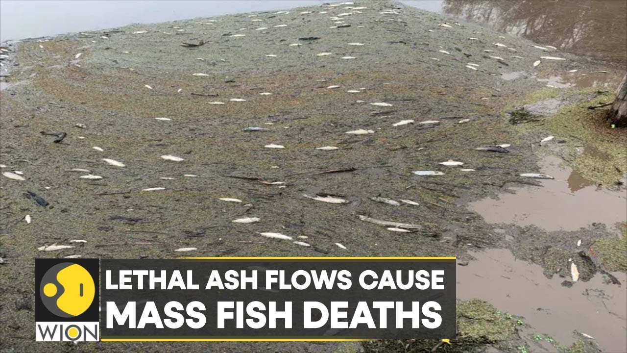 WION Climate Tracker | Fishes facing deadly impact of lethal wildfire ...