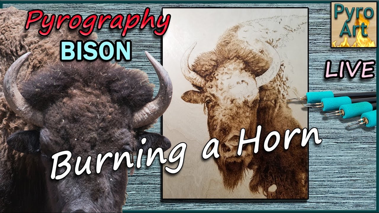 Pyrography: Wood Burning Horn of a Bison // Isn't a Horn just white ...