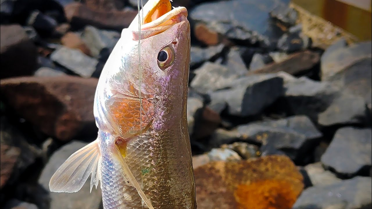 Pallikora…..#daiwa #fishing #fish #baitfishing - YouTube