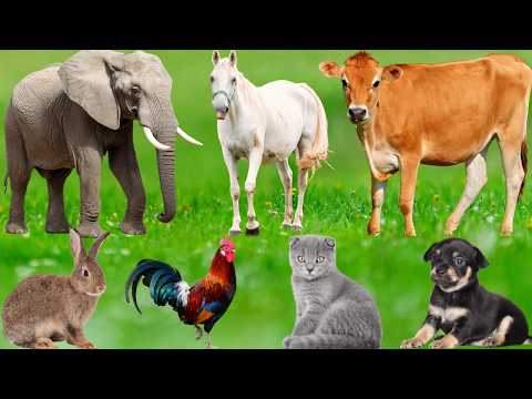 Cute Animal Sounds: Chicken, Cat, Cow, Elephant, Dog, Pig, Duck, Horse, Deer – Animal Video