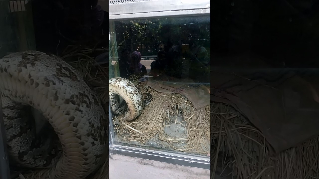 Indian Ajgar - YouTube