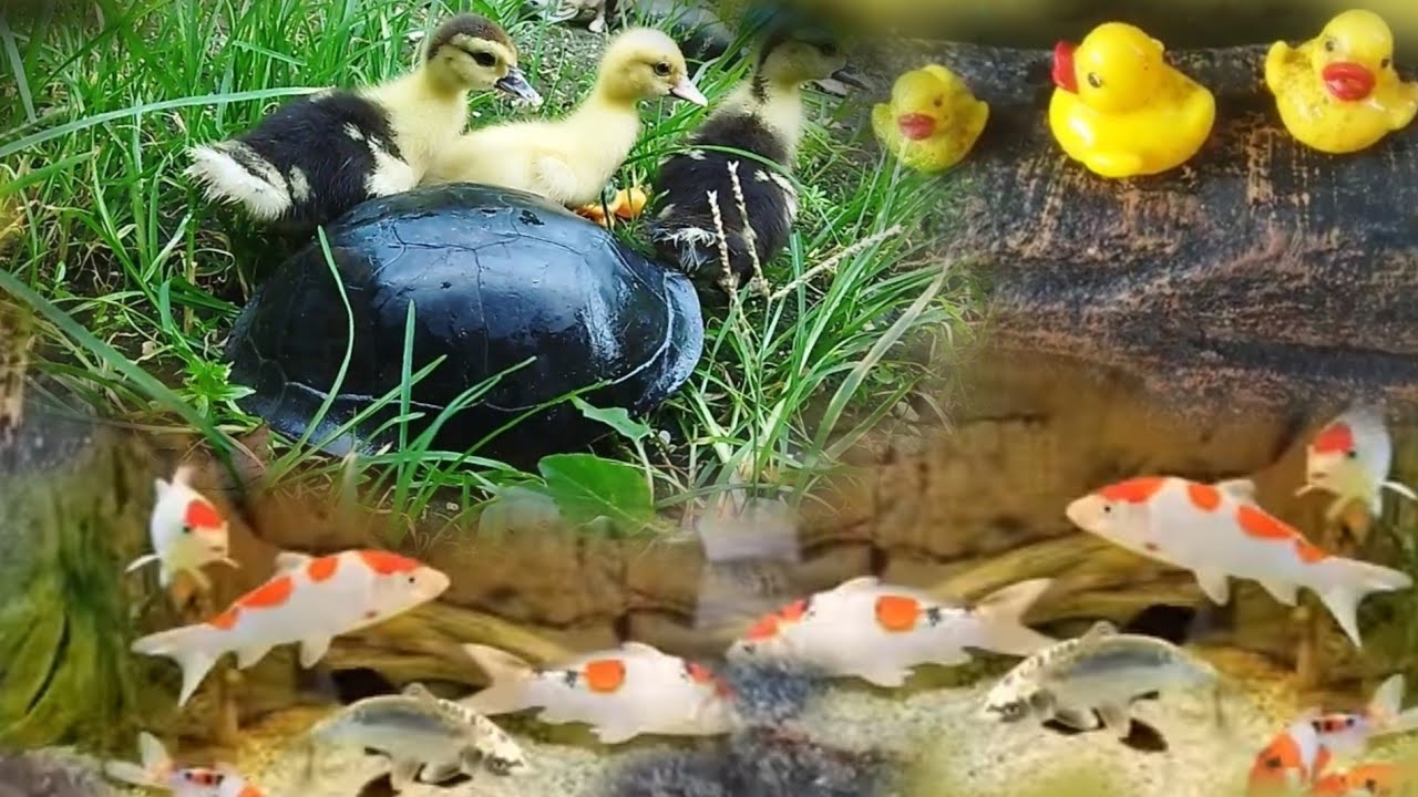 mencari ikan koi, labi labi, kura kura, kepiting - YouTube