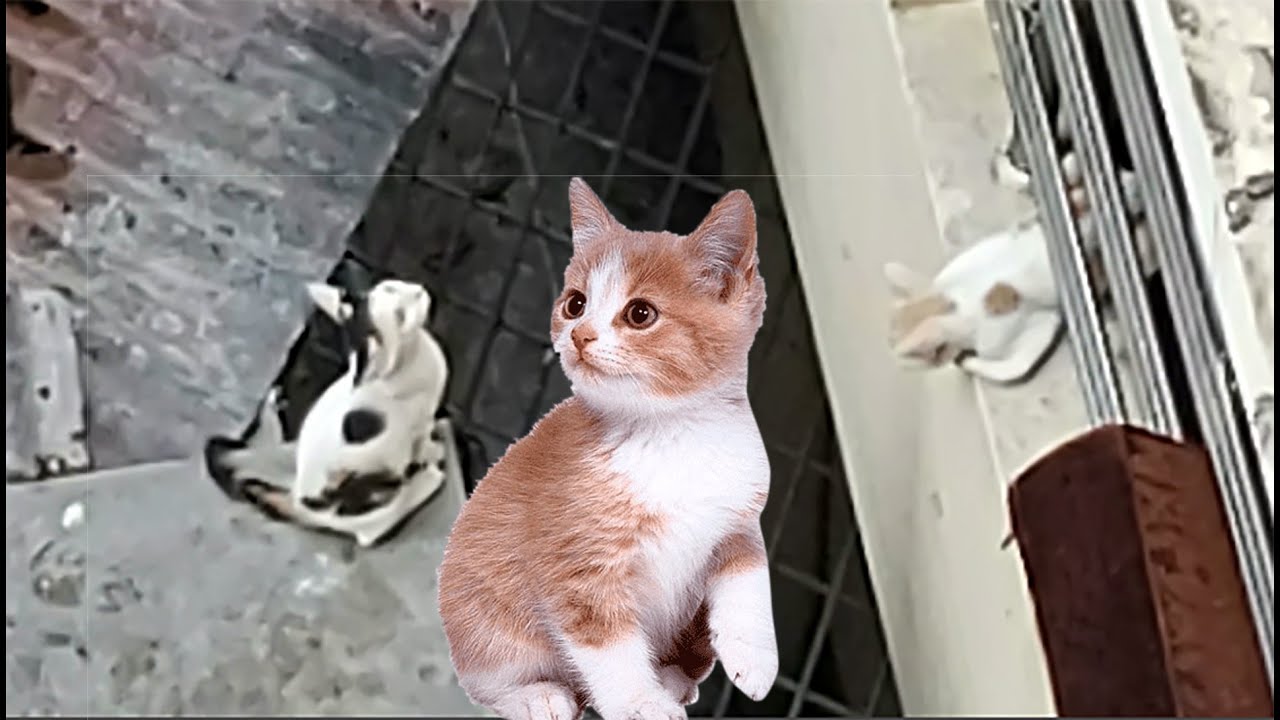 Efforts to save the poor cat lost its mother The journey of growing up ...