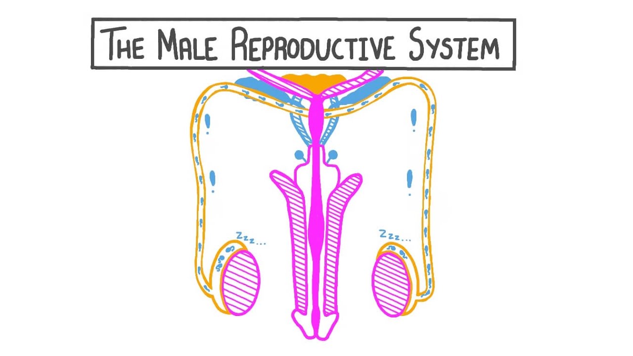 The Male Reproductive System #reproductive_system - YouTube