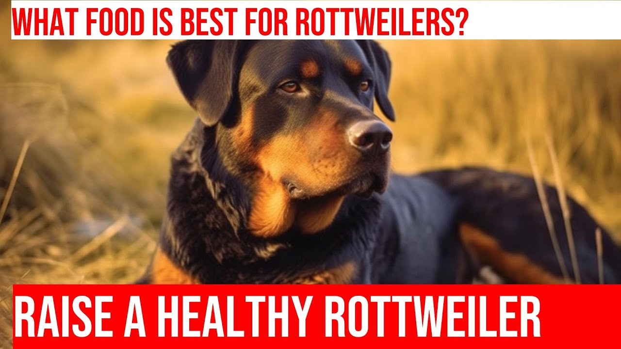 Feeding a Healthy Rottweiler Puppy - Essential Nutrition Tips - YouTube