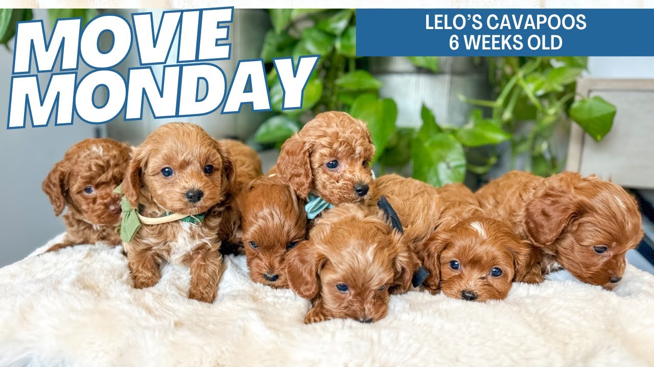 Lelo's Cavapoos 6 weeks old - YouTube