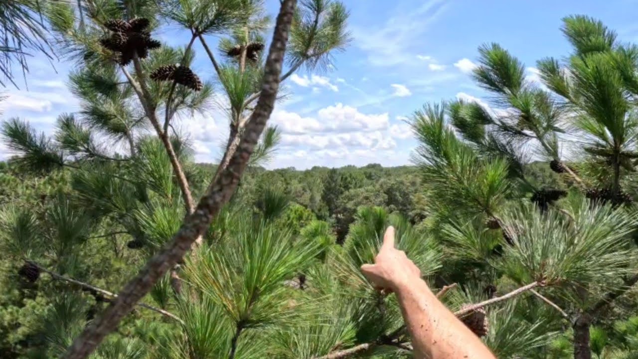 [POV] Florida Man Tree Solo - Large Pine - YouTube