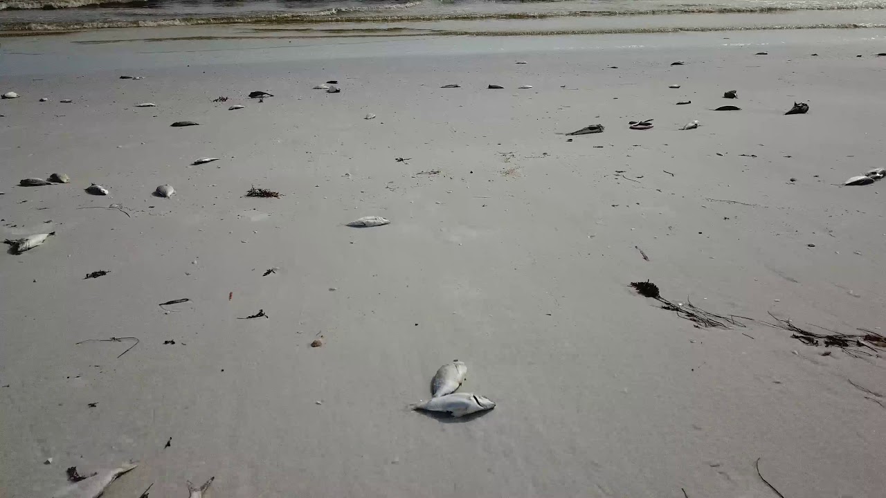 siesta key red tide - YouTube