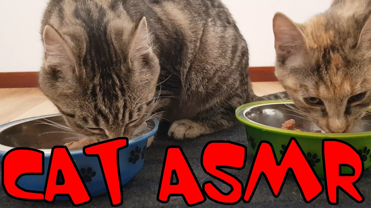 ASMR with CATS is the BEST TINGLING Sensation That YOU can Feel - YouTube