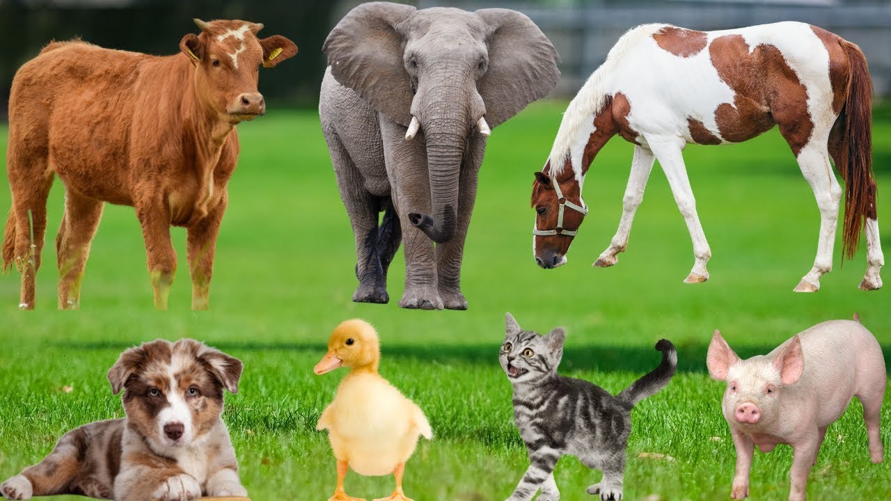 Farm Animal Adventure: Cow, Pig, Dog, Cat, Chicken, Duck, Sheep ...