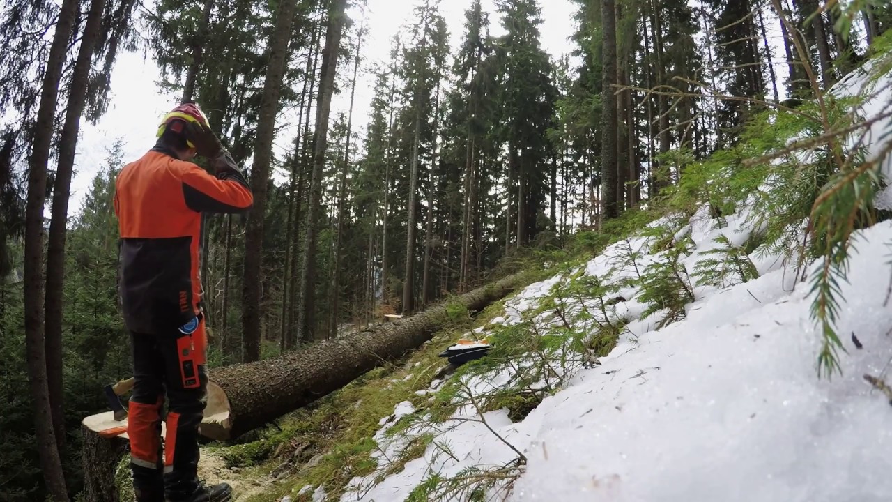 Selective felling trees that small trees have nutrients, light and ...